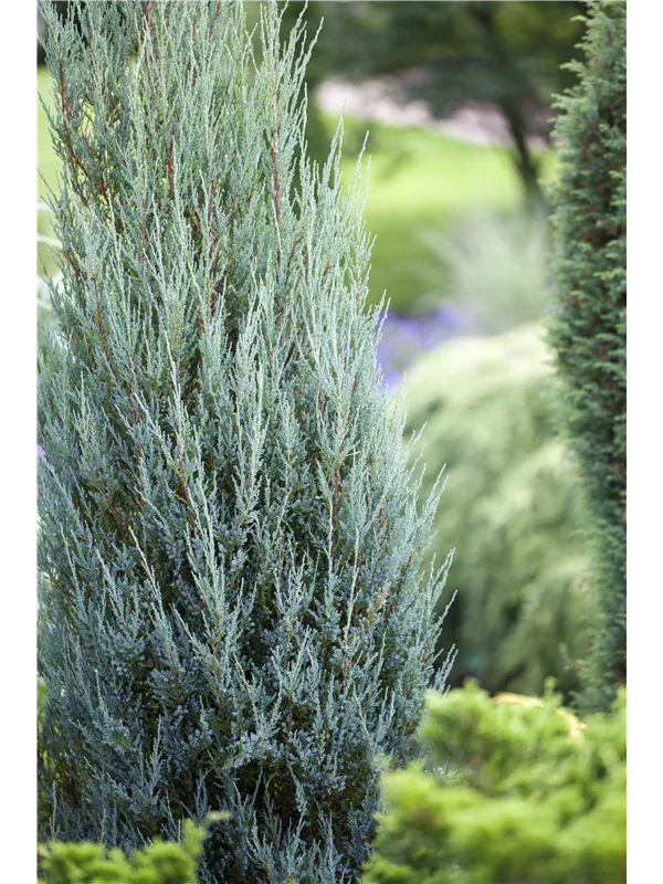 Juniperus scopulorum 'Moonglow', Pyramiden-Wacholder 'Moonglow ...