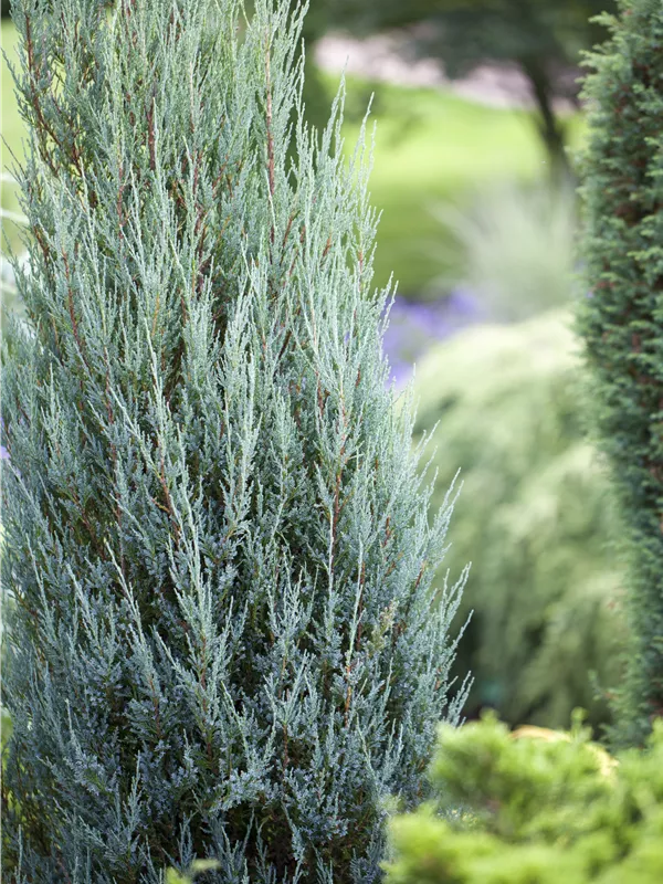 Juniperus scopulorum 'Blue Arrow', Wacholder 'Blue Arrow' - Semper ...