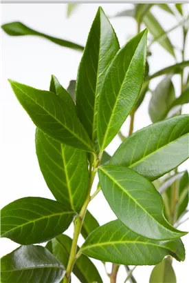 Prunus lauroc.'Caucasica', Kaukasische Lorbeerkirsche - Semper Verde ...