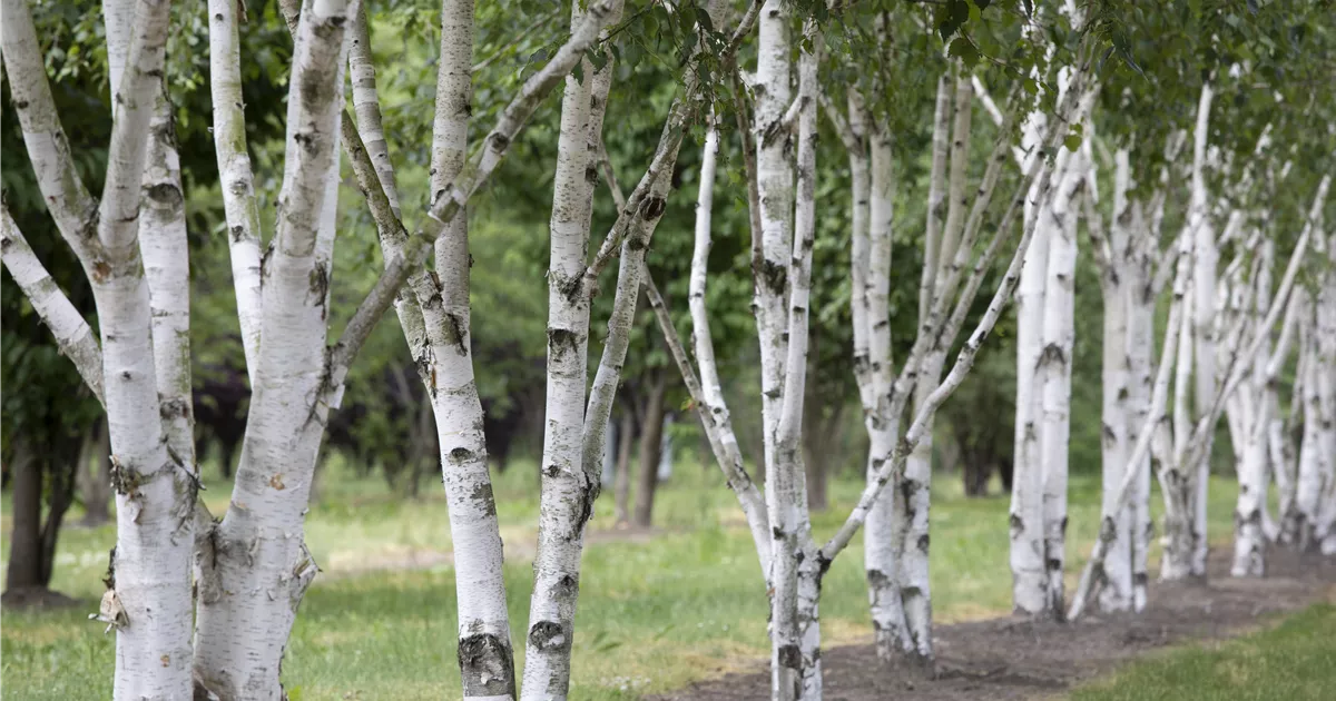 Betula utilis, Himalayabirke - Semper Verde Pflanzenzentrum Ullmer GbR