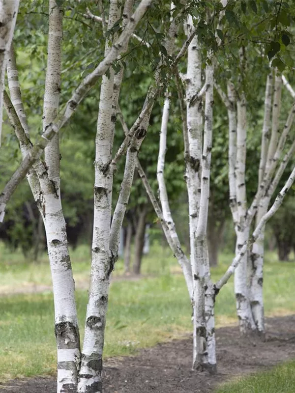 Betula utilis, Himalayabirke - Semper Verde Pflanzenzentrum Ullmer GbR