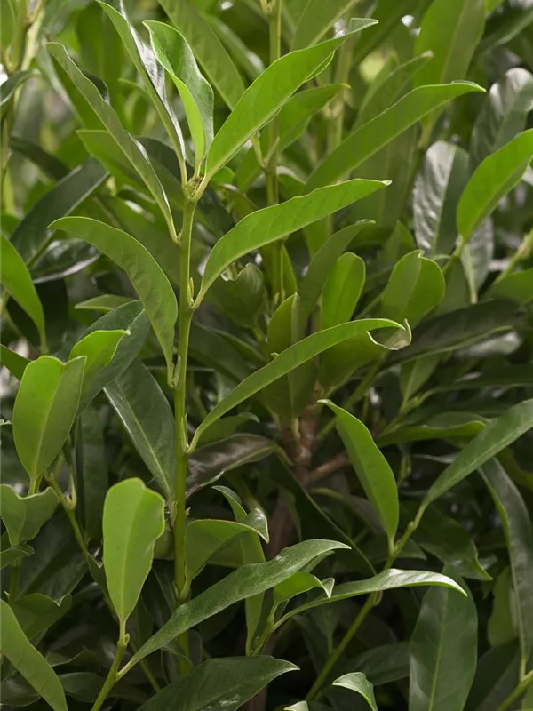 Prunus lauroc.'Reynvaanii', Lorbeerkirsche 'Reynvaanii' - Semper Verde ...