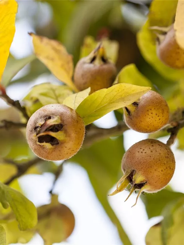 Mespilus germanica - Baum, Mispel - Semper Verde Pflanzenzentrum Ullmer GbR