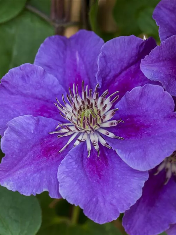 Clematis 'Ashva', Waldrebe 'Ashva' - Semper Verde Pflanzenzentrum ...