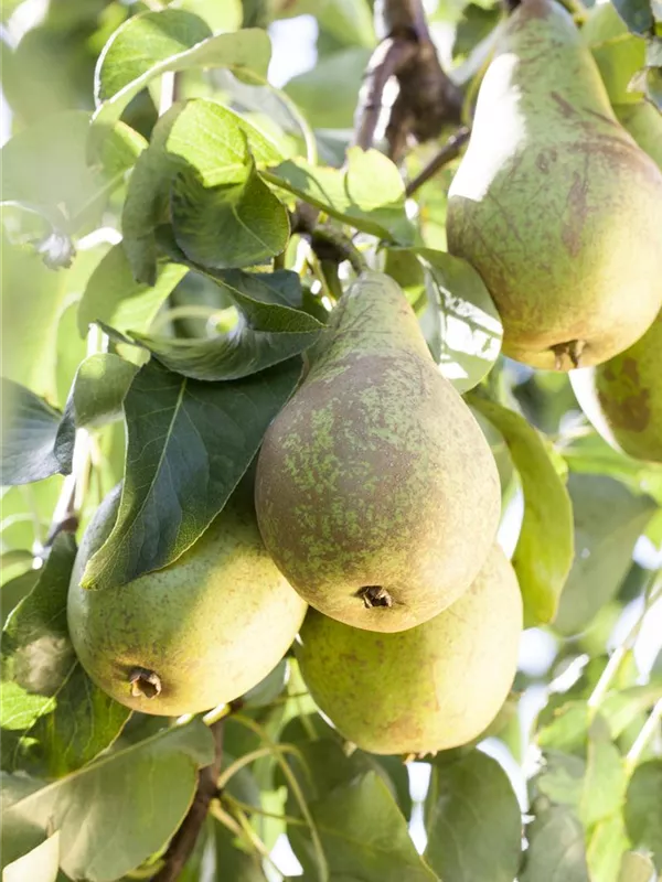 Pyrus com.'Conference' CAC - Formgehölze, Birne 'Conference' mittel ...
