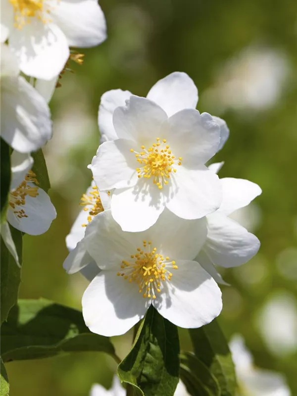 Philadelphus 'Erectus', Duftjasmin 'Erectus' - Semper Verde ...