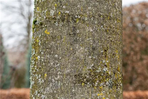 Fraxinus excelsior, Gemeine Esche - Semper Verde Pflanzenzentrum Ullmer GbR