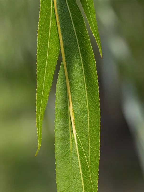 Salix alba, Silberweide - Semper Verde Pflanzenzentrum Ullmer GbR