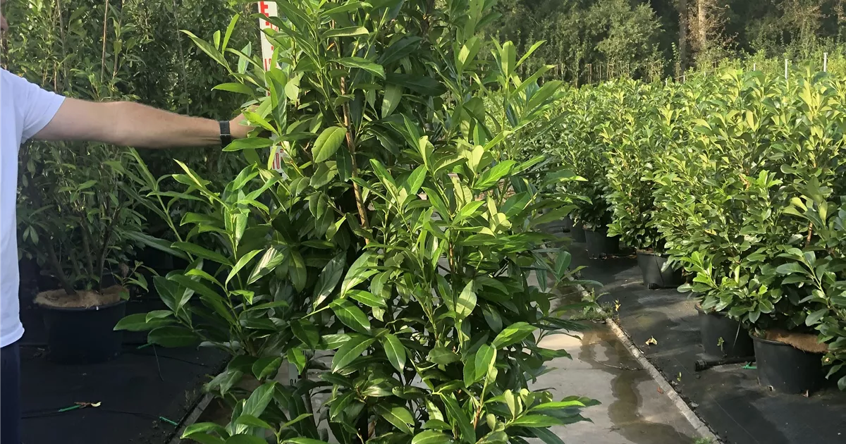 Prunus lauroc.'Caucasica', Kaukasische Lorbeerkirsche - Semper Verde ...