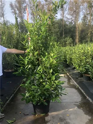 Prunus lauroc.'Caucasica', Kaukasische Lorbeerkirsche - Semper Verde ...