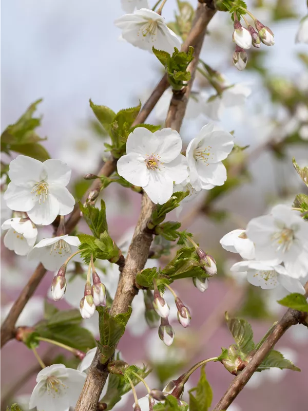 Prunus 'The Bride', Geschlitzte Kirsche 'The Bride' - Semper Verde ...