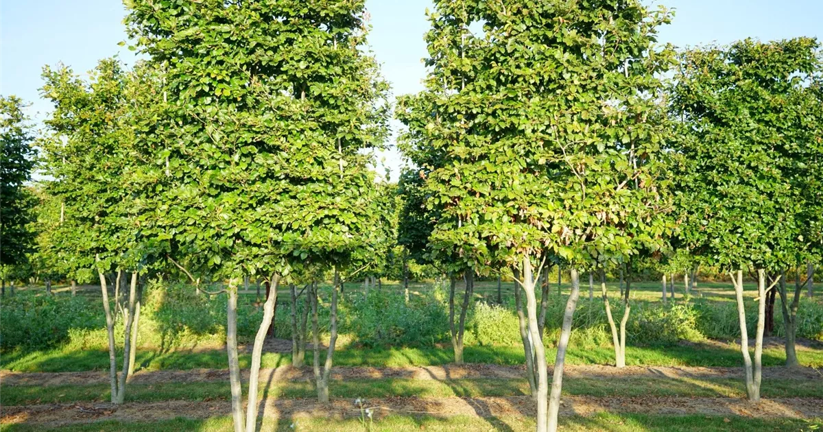 Fagus sylvatica - Baum, Rotbuche - Semper Verde Pflanzenzentrum Ullmer GbR