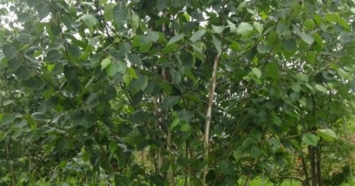 Betula utilis jacquemontii - Formgehölze, Himalaya Birke - Semper Verde ...