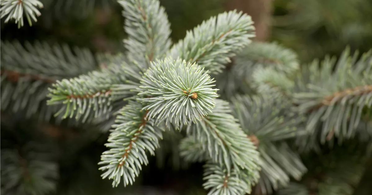 Picea pungens 'Koster', Blaufichte 'Koster' - Semper Verde ...