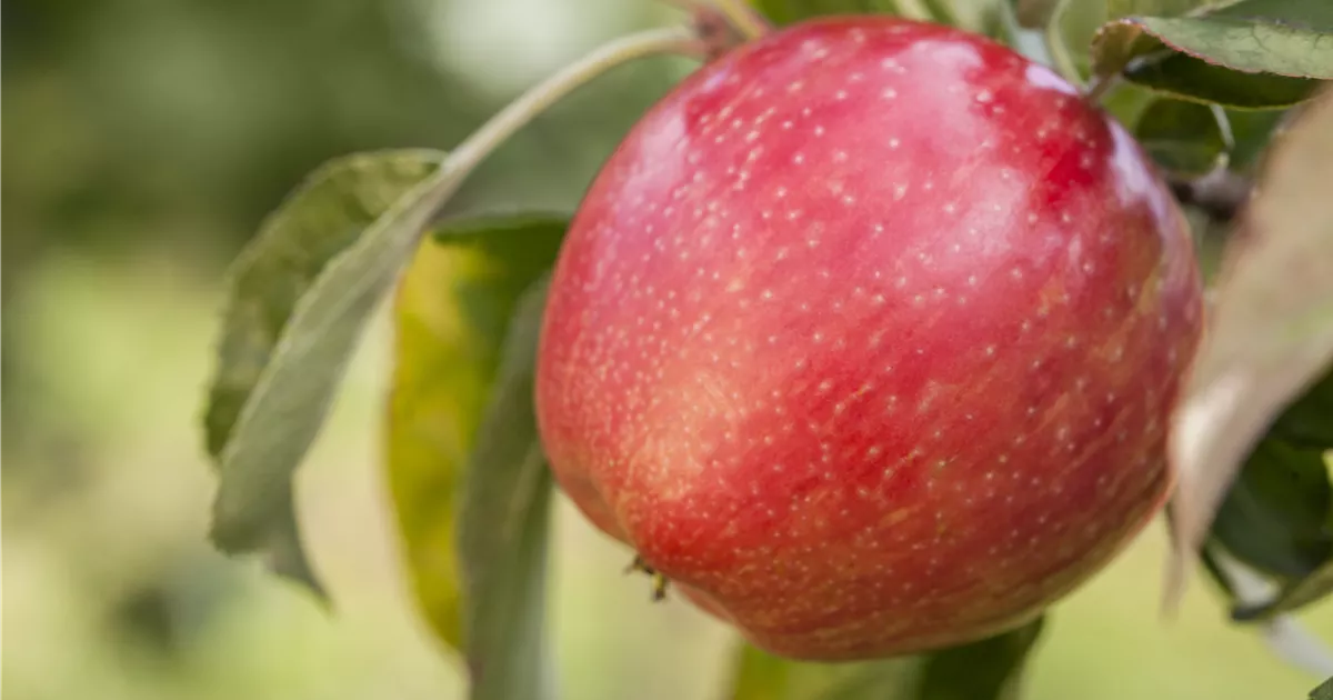 Malus 'Gloster 69' CAC, Apfel 'Gloster 69' mittel - Semper Verde ...